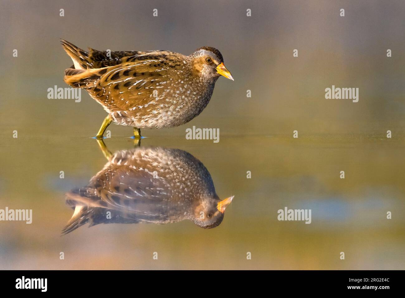 Spotted Crake, Porzana porzana, in wetland in Italy Stock Photo - Alamy