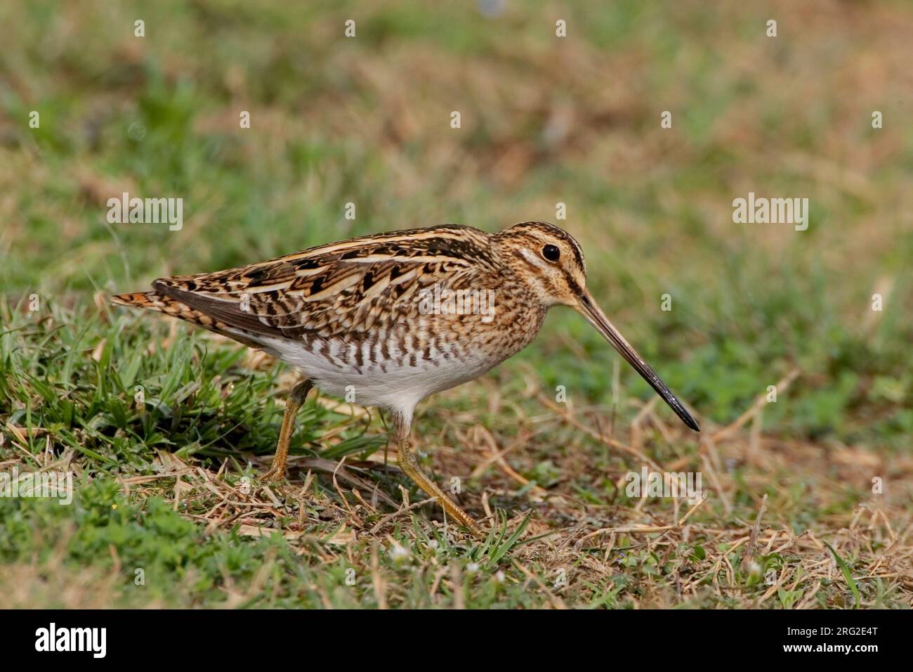 Snipe on ground hi-res stock photography and images - Alamy