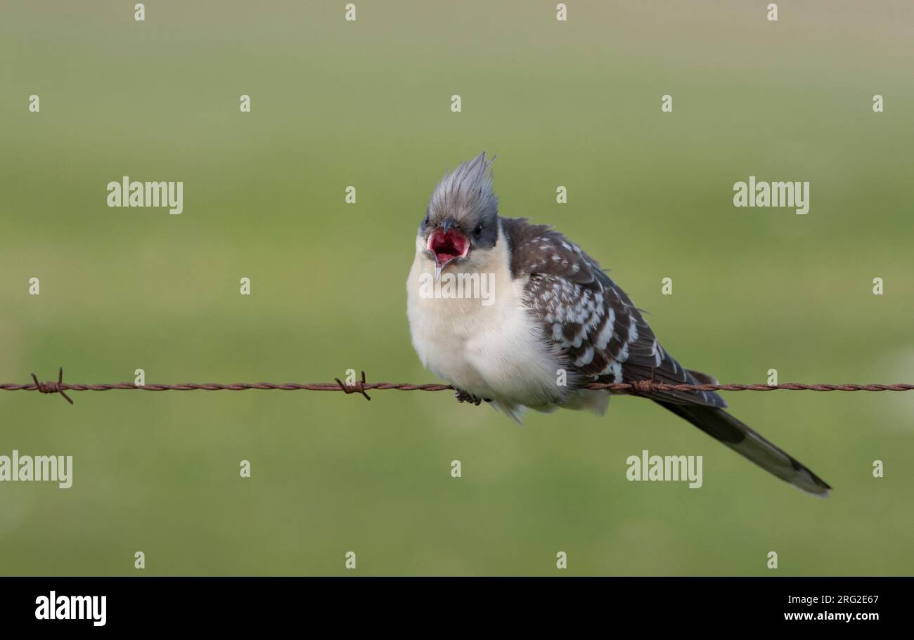 Adult Great Spotted Cuckoo (Clamator glandarius) perched on barbed wire ...