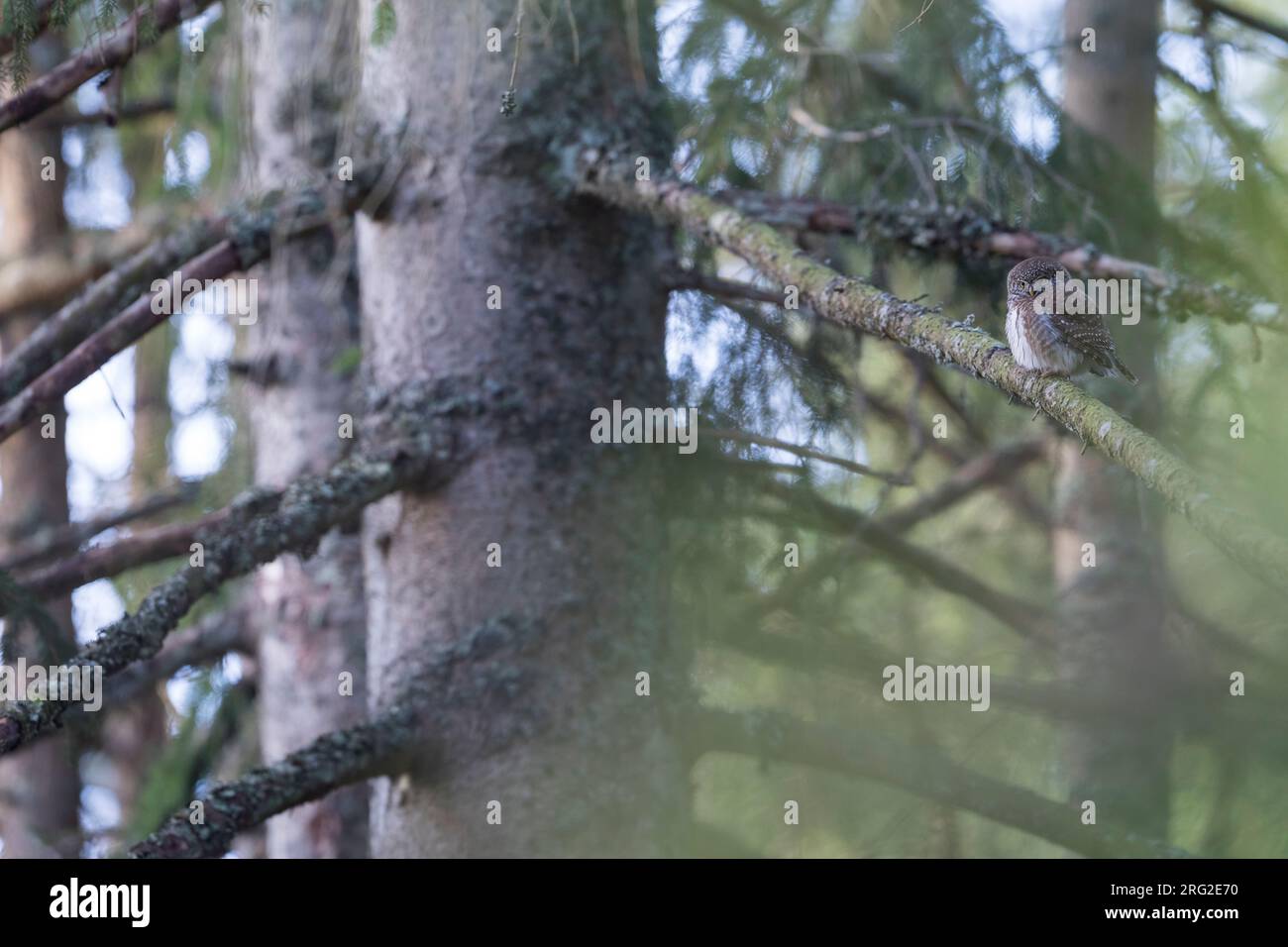 Eurasian Pygmy-Owl - Sperlingskauz - (Glaucidium passerinum ssp ...