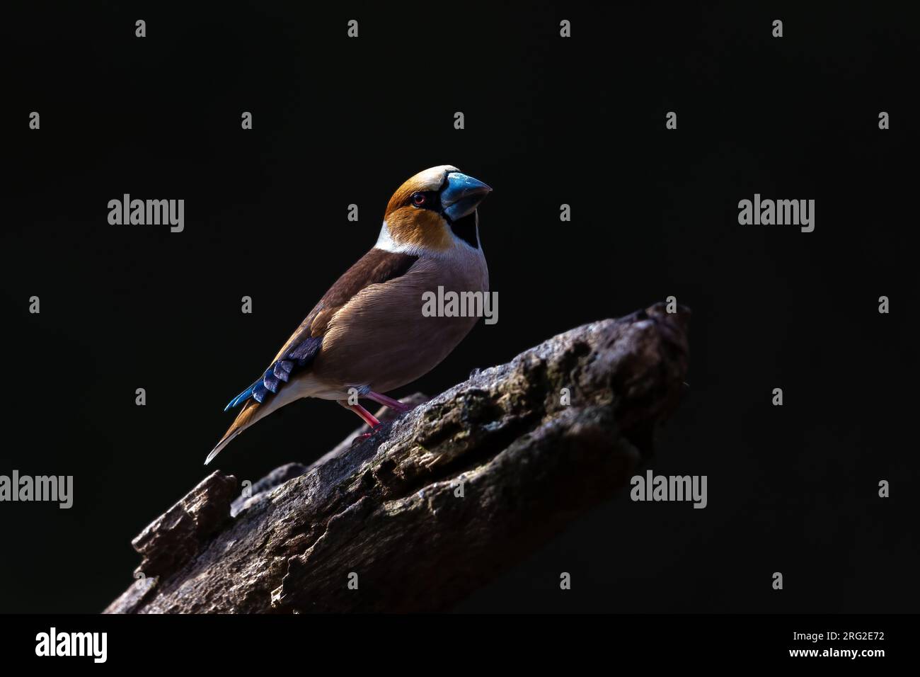 Low key birds hi-res stock photography and images - Alamy