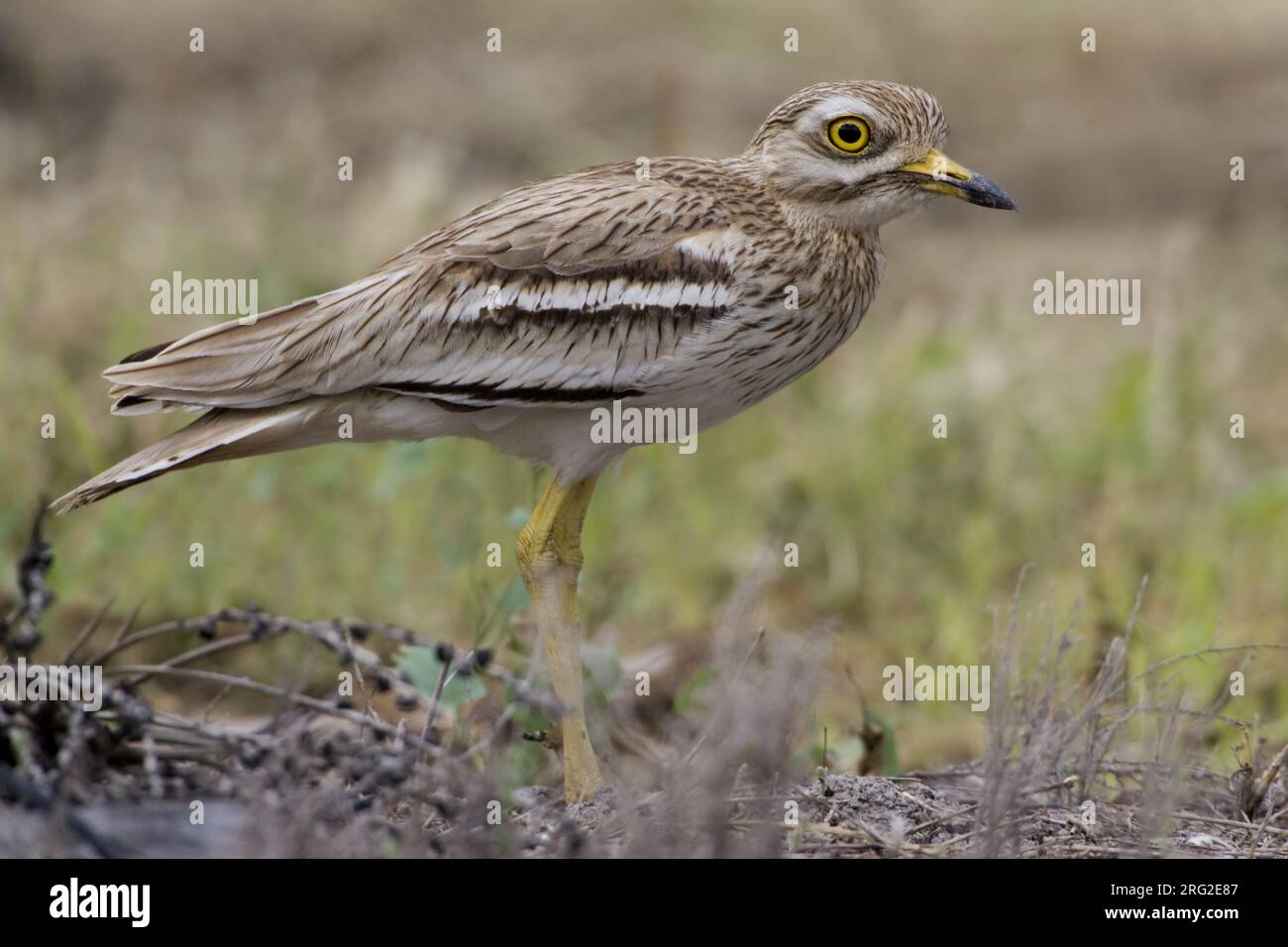 Eurasian Thick-knee standing; Griel staand Stock Photo - Alamy