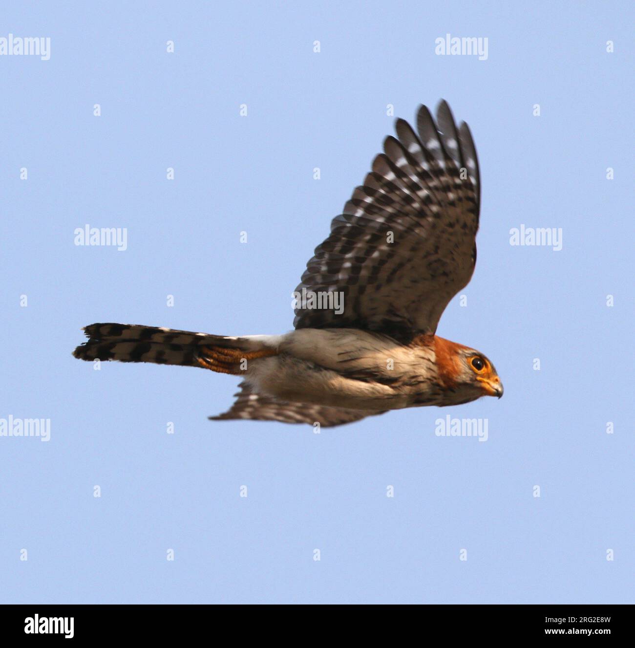 Adult White-rumped Falcon (Polihierax insignis) in flight in Myanmar ...