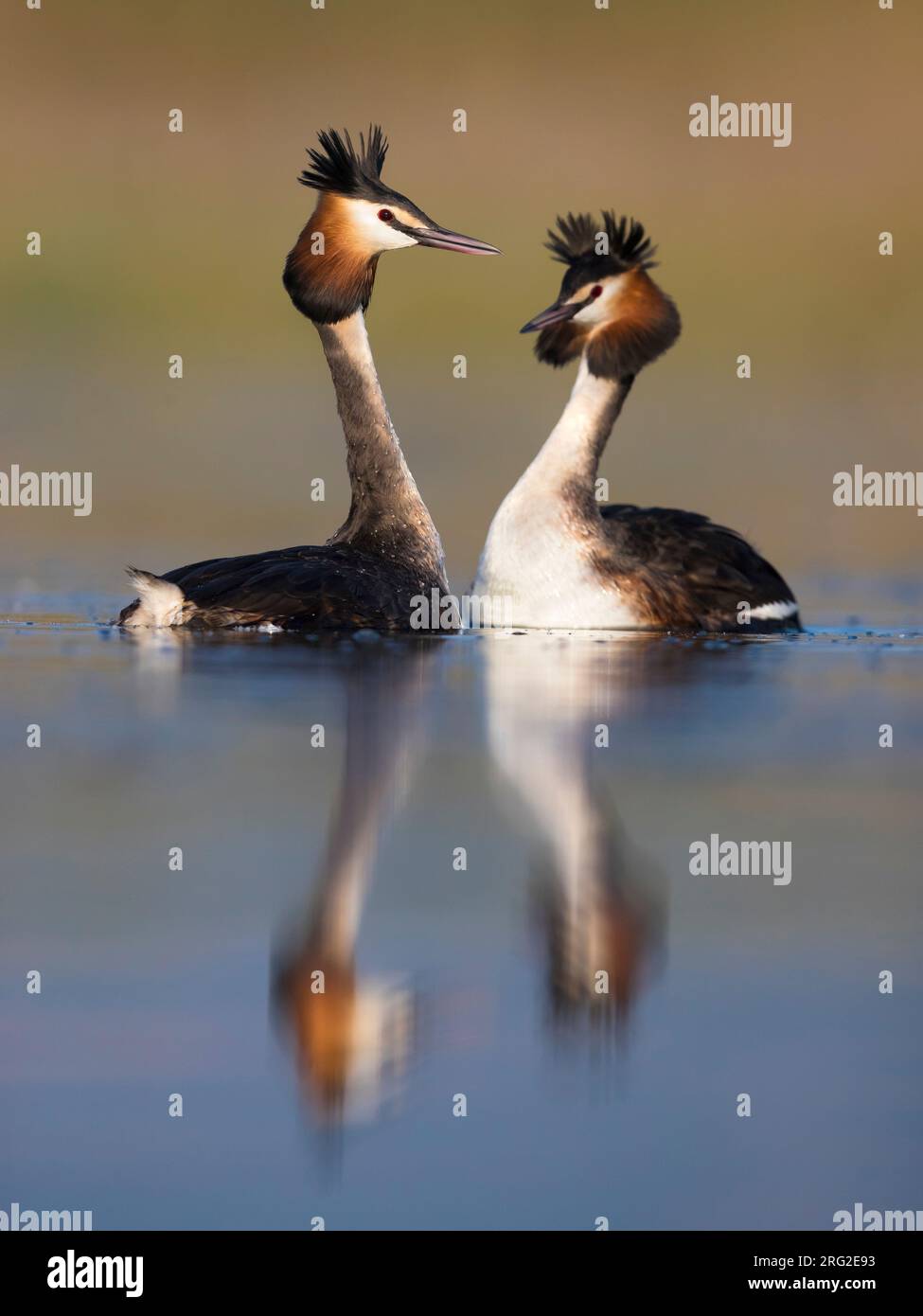 Great Crested Grebe (Podiceps cristatus) swimming in breeding plumage ...