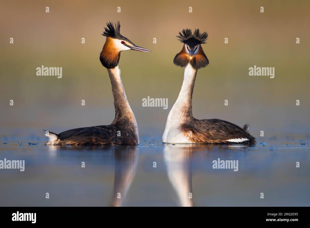 Great Crested Grebe (Podiceps cristatus) swimming in breeding plumage ...