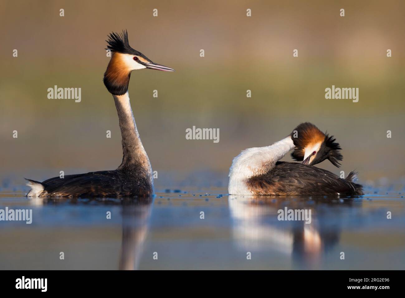 Great Crested Grebe (Podiceps cristatus) swimming in breeding plumage ...