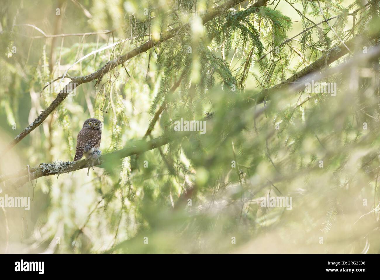 Eurasian Pygmy-Owl - Sperlingskauz - (Glaucidium passerinum ssp ...