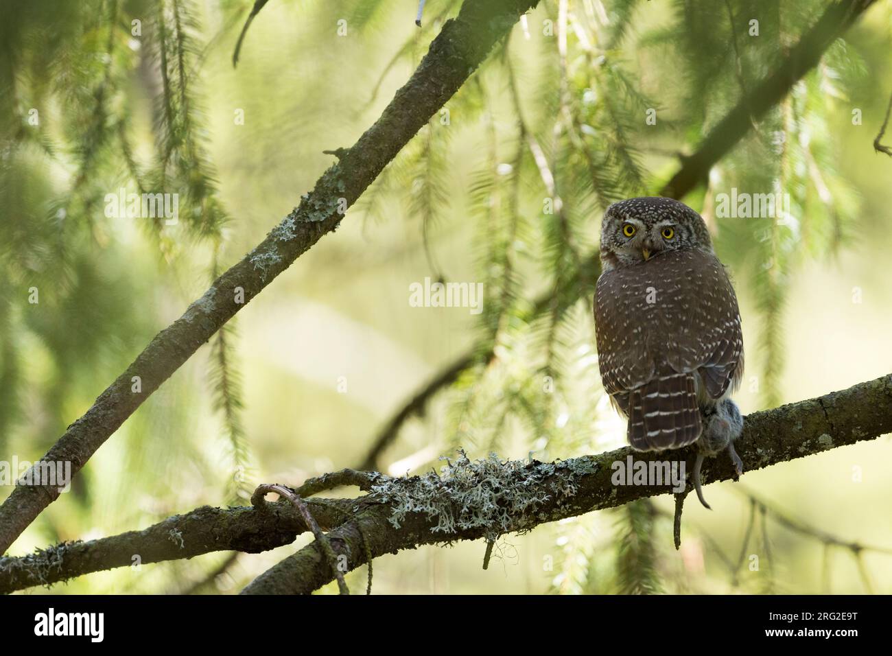 Eurasian Pygmy-Owl - Sperlingskauz - (Glaucidium passerinum ssp ...