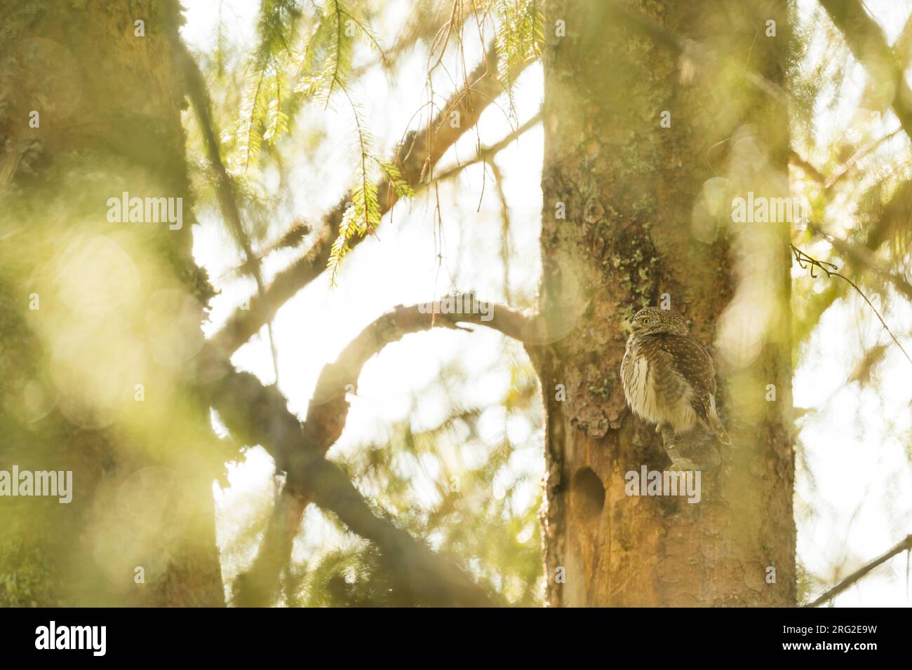 Eurasian Pygmy-Owl - Sperlingskauz - (Glaucidium passerinum ssp ...