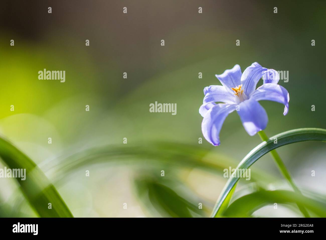 Snow flowers hi-res stock photography and images - Alamy