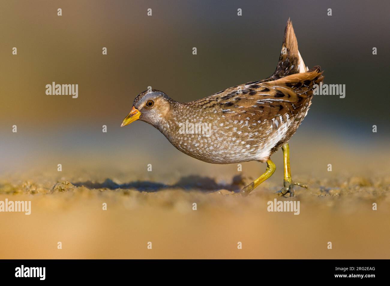 Spotted Crake, Porzana porzana, in wetland in Italy Stock Photo - Alamy