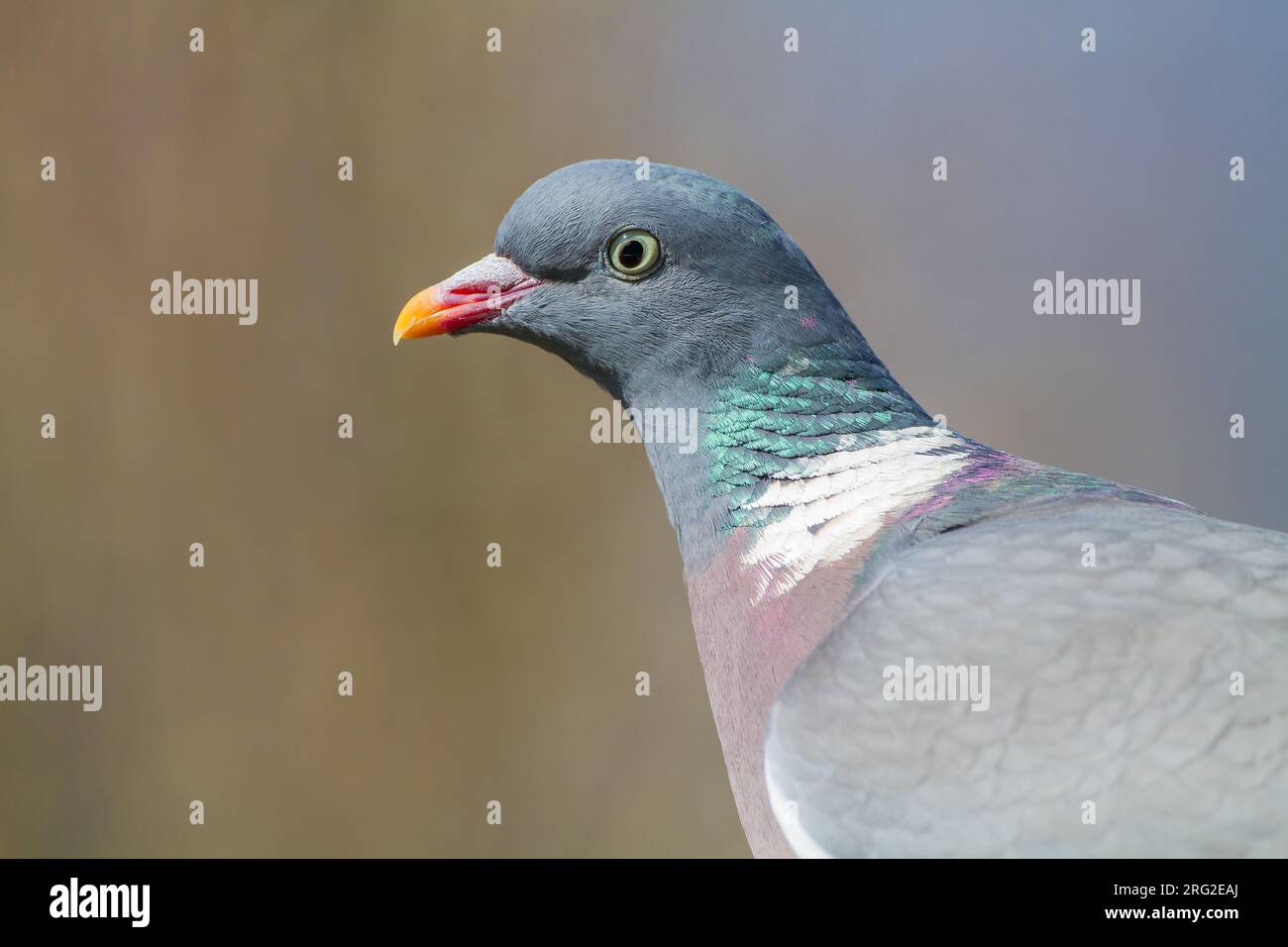 Pigeon head neck hi-res stock photography and images - Alamy