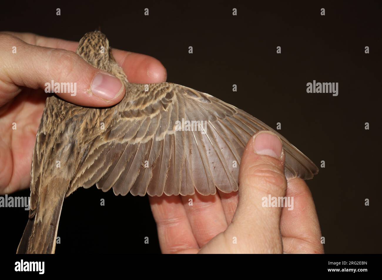 Greater Short-toed Lark (Calandrella brachydactyla) caught at ringing ...