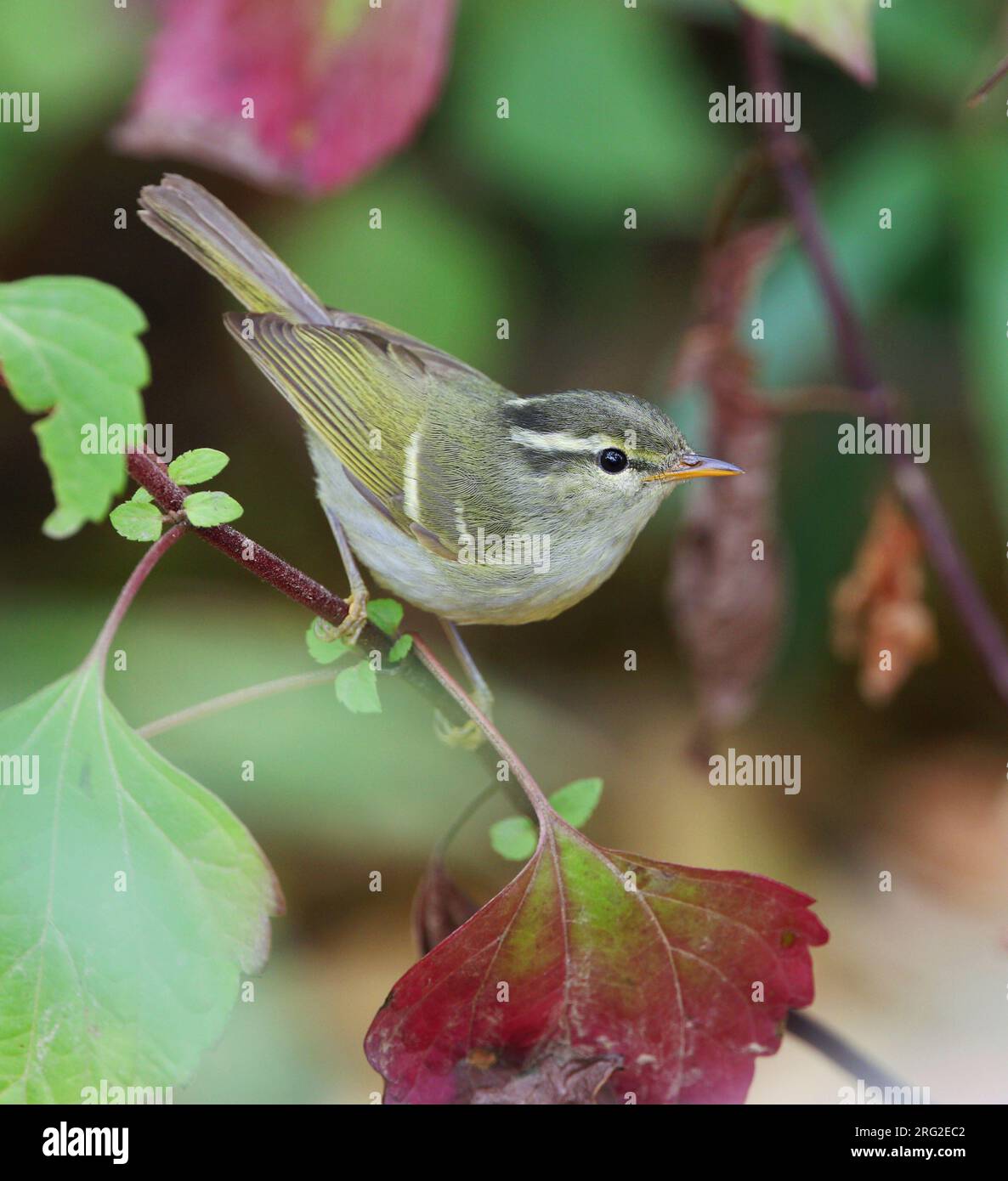 Blyth's Leaf Warbler (Phylloscopus reguloides or Seicercus reguloides ...