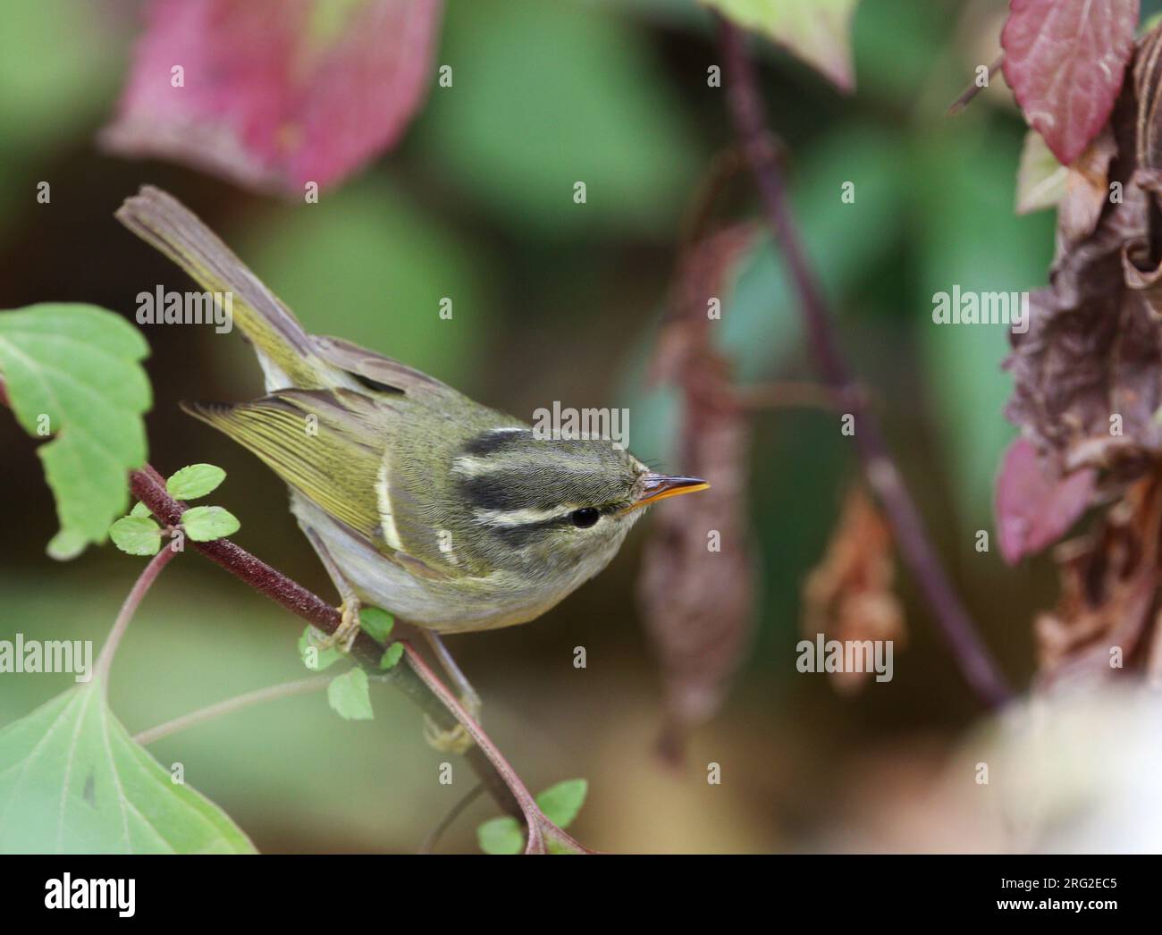 Blyth's Leaf Warbler (Phylloscopus reguloides or Seicercus reguloides ...