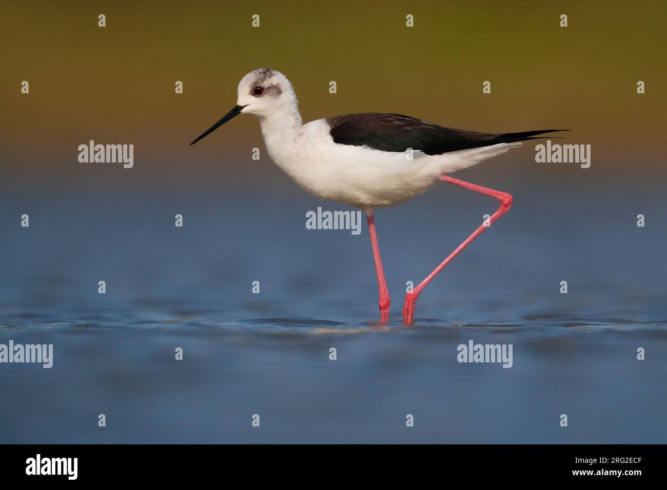 Black-winged Stilt (Himantopus himantopus) wading in shallow pool in ...
