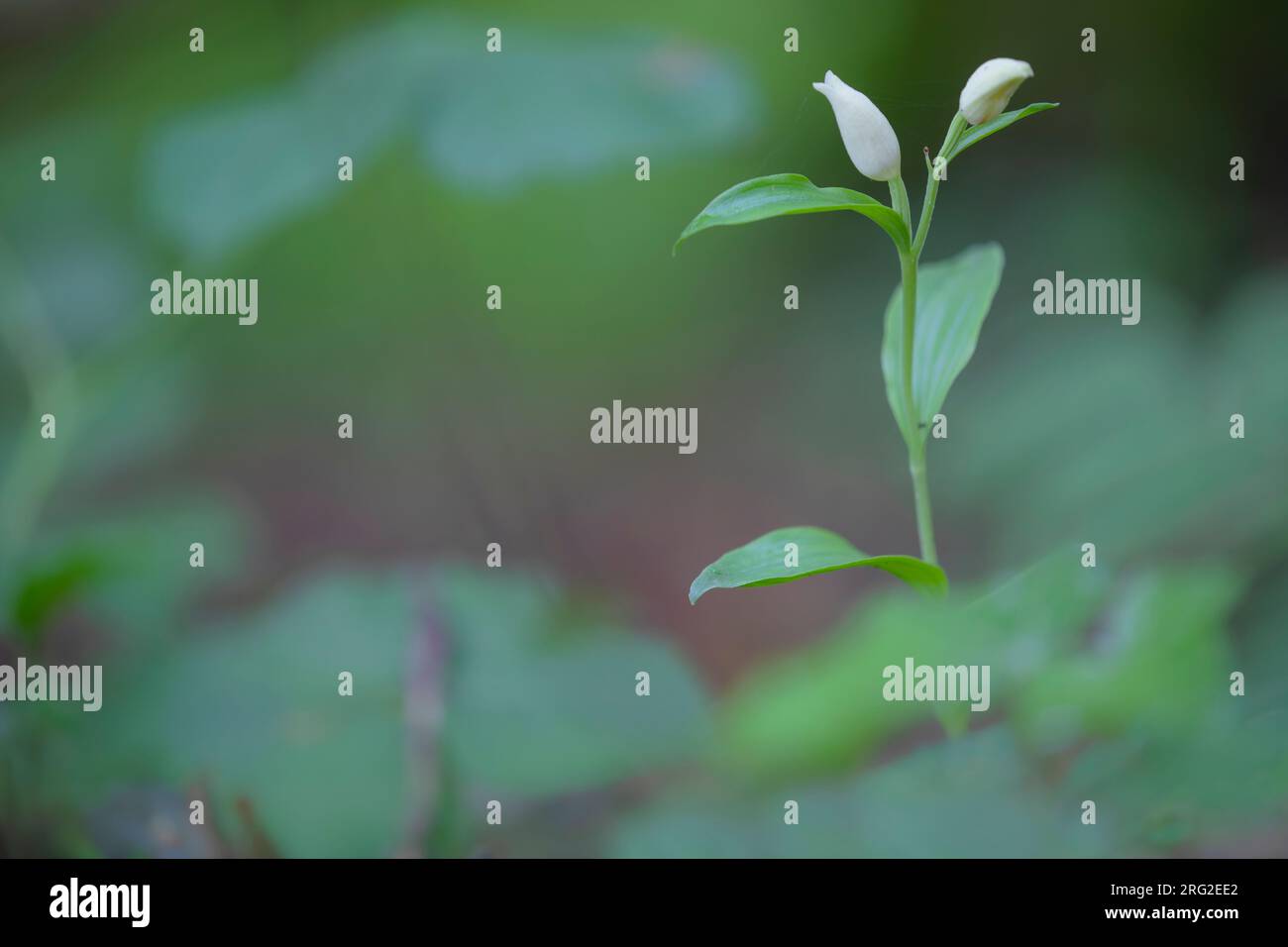 White Helleborine, Cephalanthera damasonium Stock Photo - Alamy