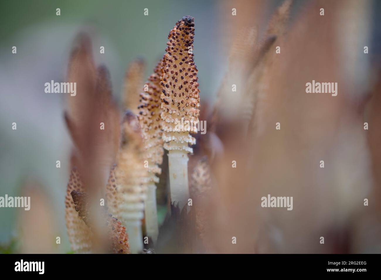 Spore-bearing strobilus of the Great Horsetail Stock Photo - Alamy