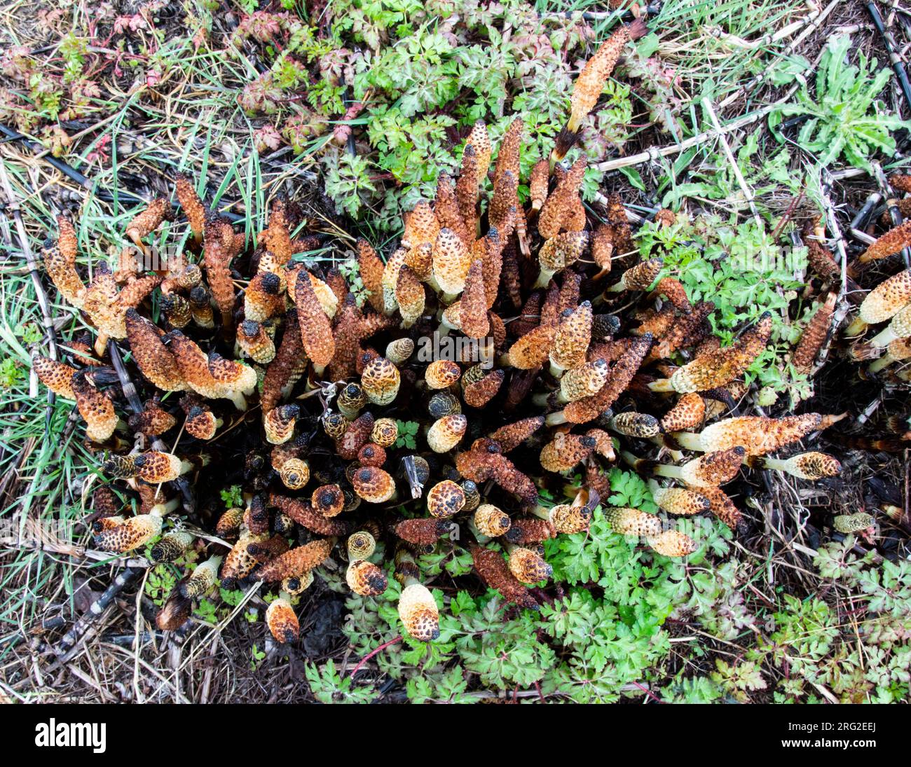 Spore-bearing strobilus of the Great Horsetail Stock Photo - Alamy