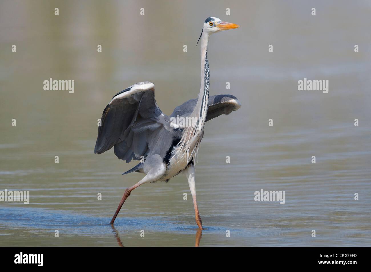 Agitated bird hi-res stock photography and images - Alamy