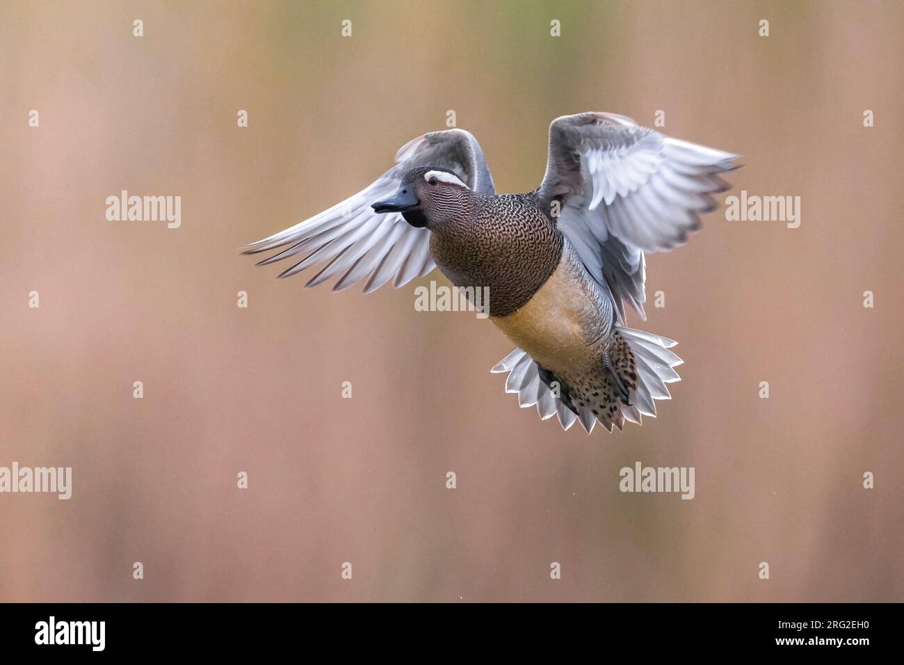 Flying male Garganey (Anas querquedula) during spring migration in ...