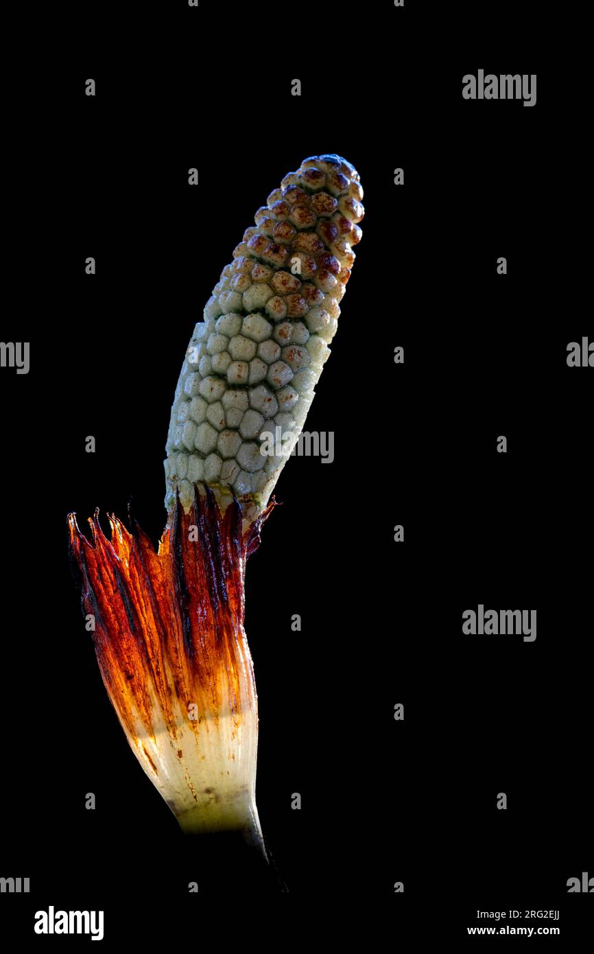 Spore-bearing strobilus of the Great Horsetail Stock Photo - Alamy
