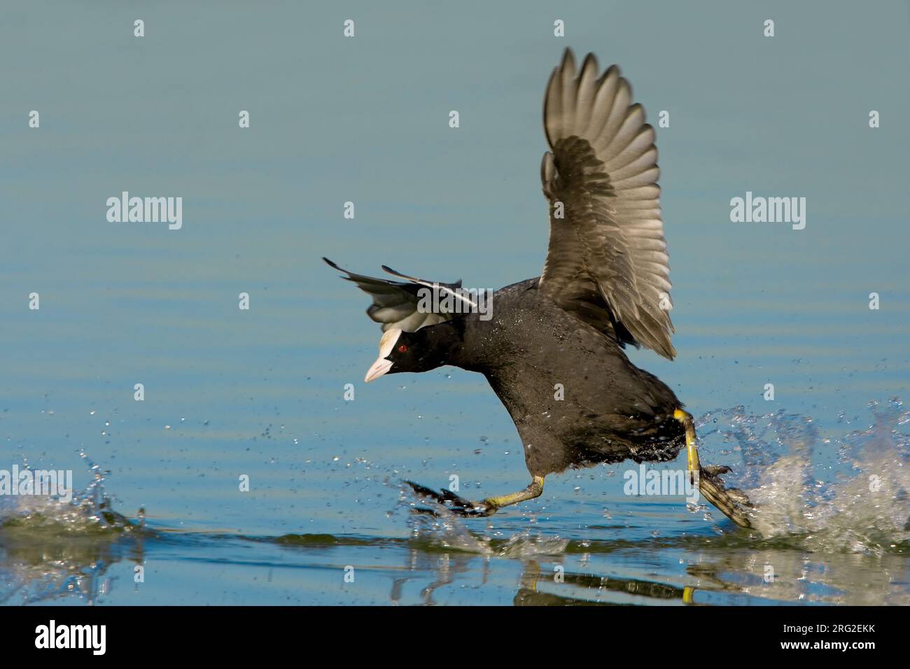 Coot taking off hi-res stock photography and images - Alamy