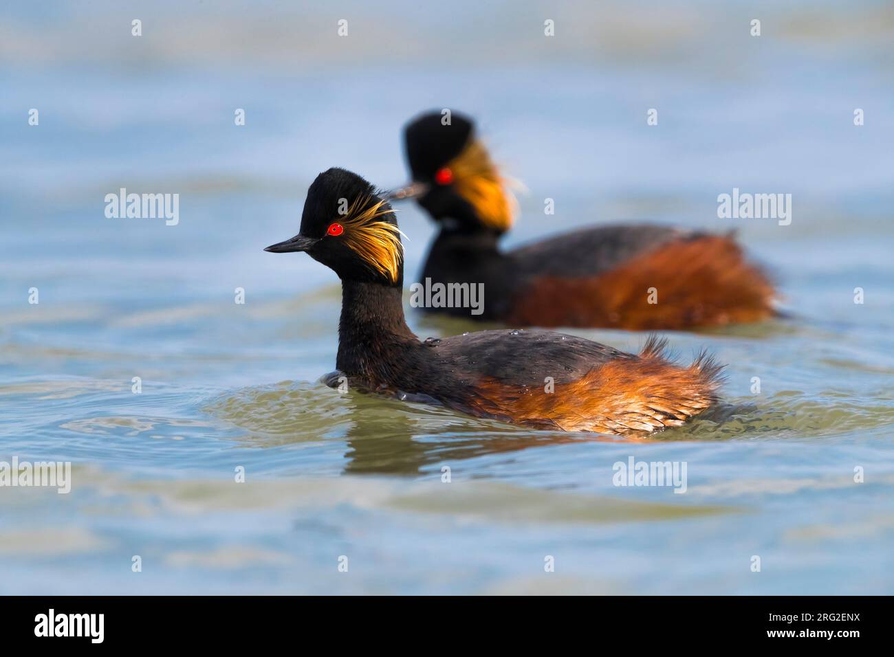 Black-necked grebe, Podiceps nigricollis, in Italy. Pair of grebes in ...