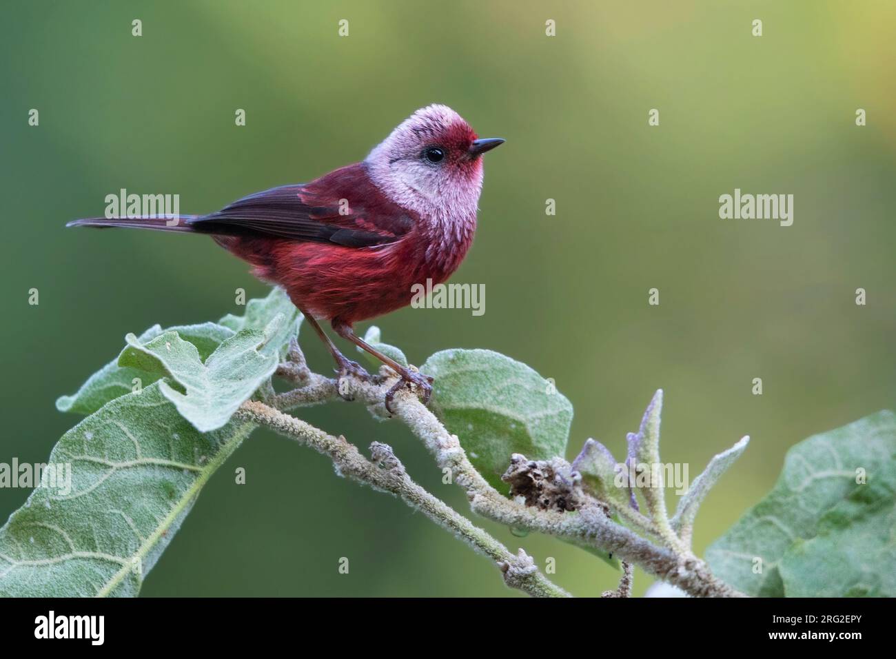 Cardellina versicolor hi-res stock photography and images - Alamy