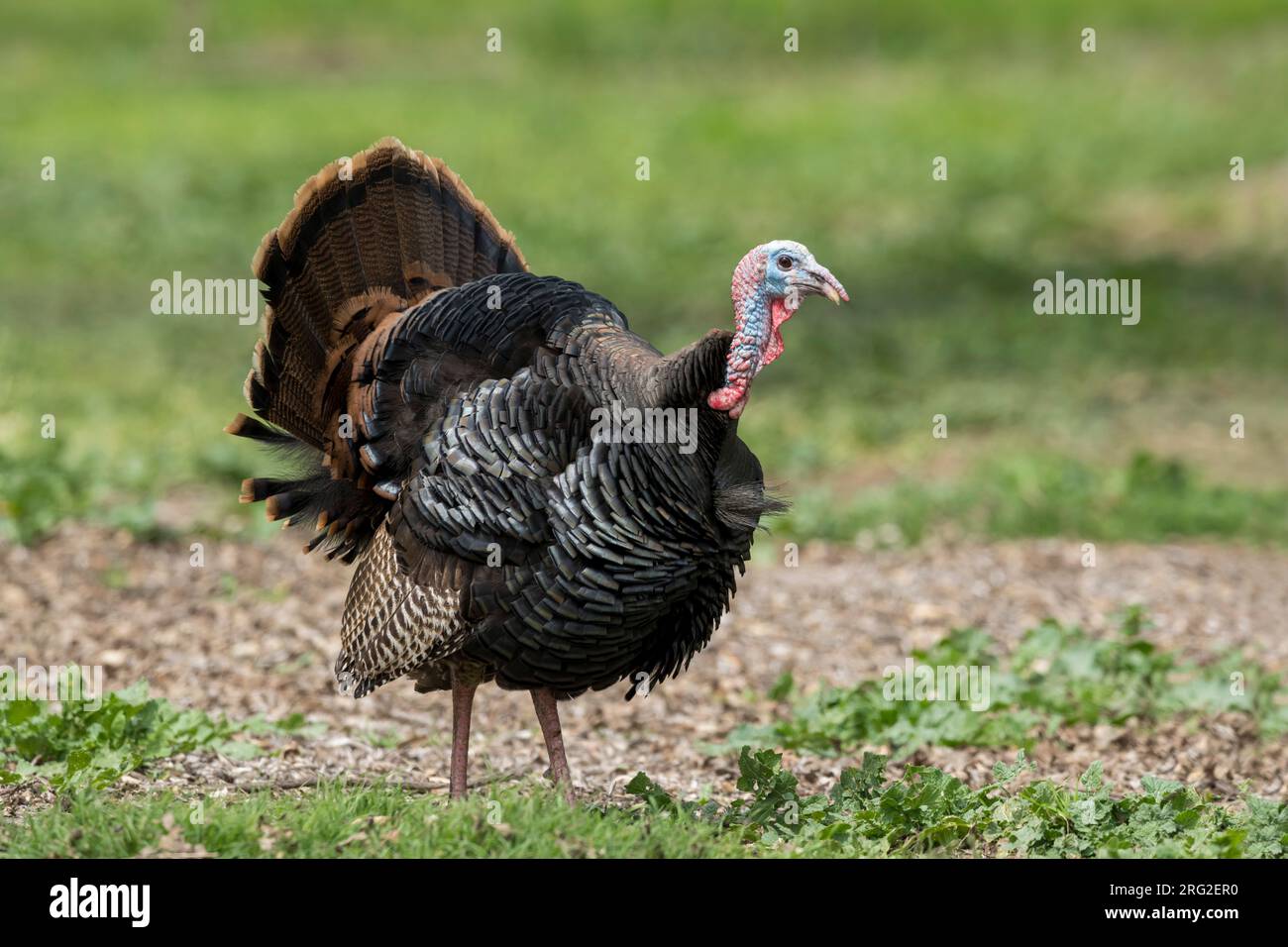 Adult male Wild Turkey (Meleagris gallopavo) walking on the ground in ...