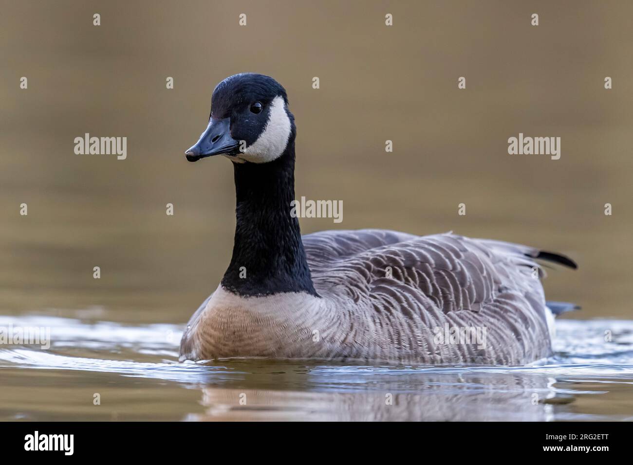 Branta canadensis interior hi-res stock photography and images - Alamy