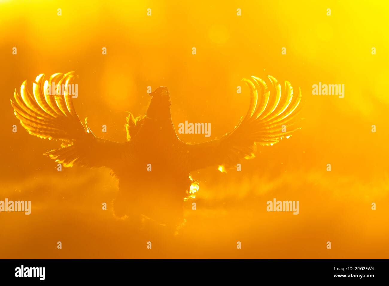 displaying Common Pheasant Stock Photo - Alamy displaying Common Pheasant Stock Photo - Alamy