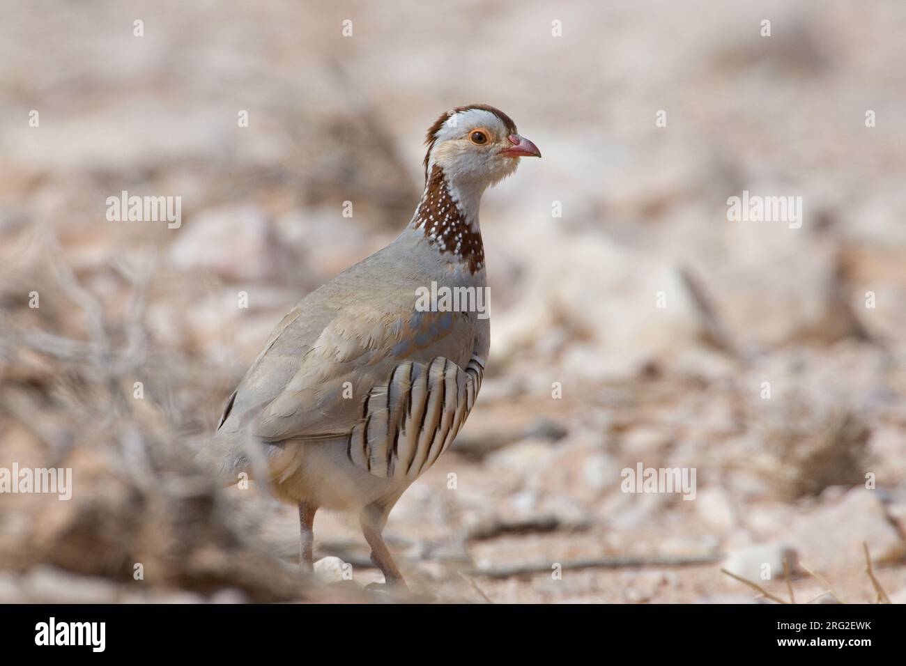 Barbarijse Patrijs; Barbary Partridge Stock Photo - Alamy