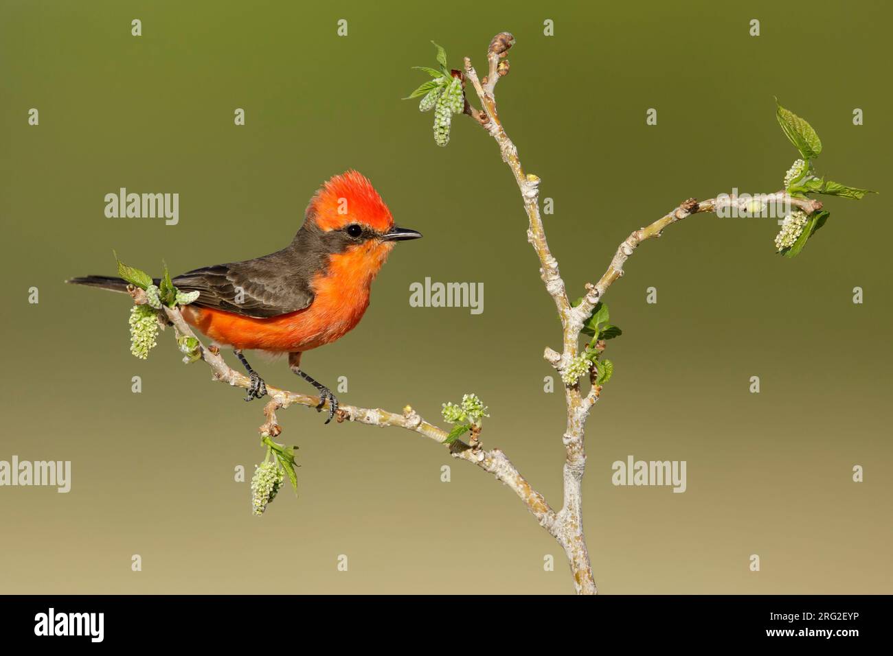 Adult male Vermilion Flycatcher, Pyrocephalus obscurus, in breeding ...