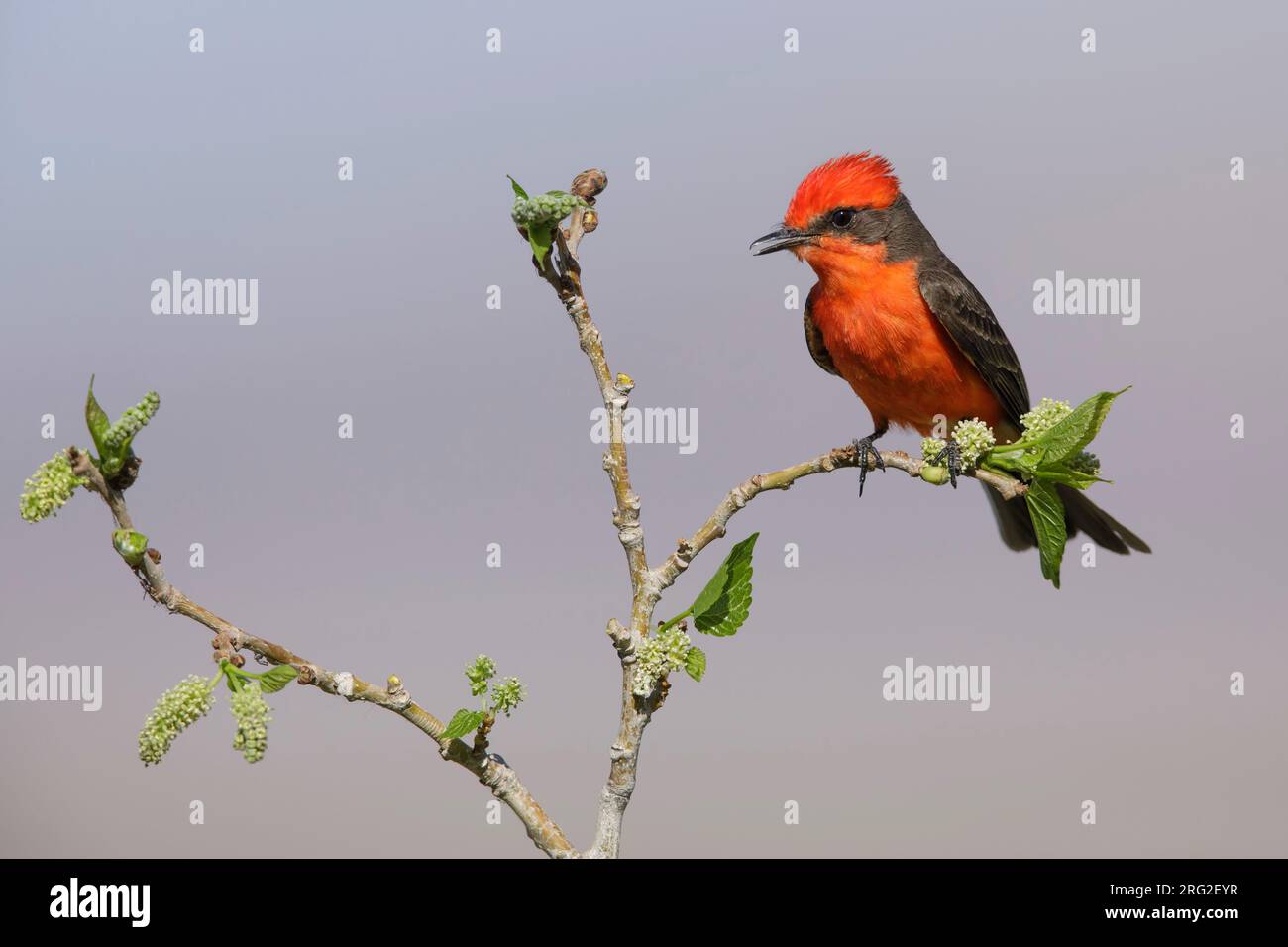 Adult male Vermilion Flycatcher, Pyrocephalus obscurus, in breeding ...