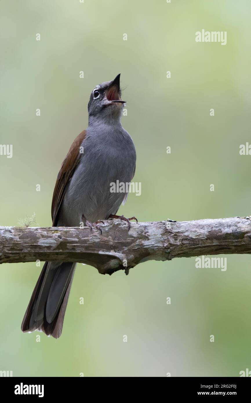 Semi deciduous forest hi-res stock photography and images - Alamy