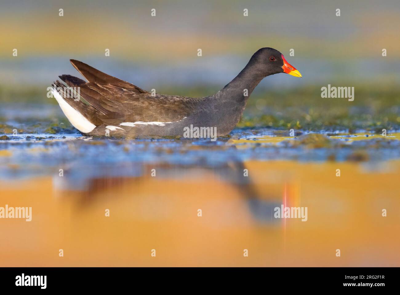 Common Moorhen (Gallinula chloropus), side view of an adult swimming in the water, Campania ...