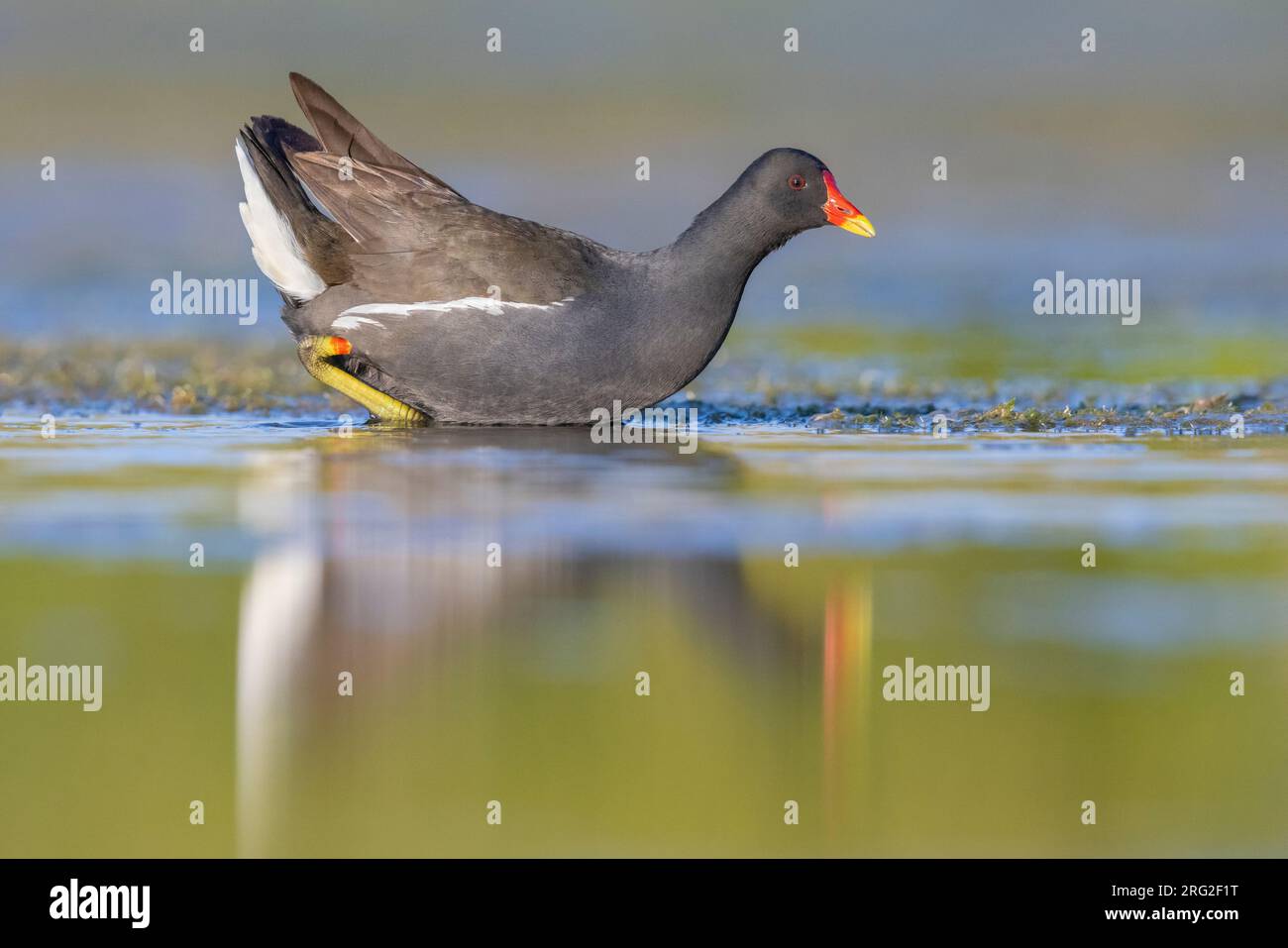 Common Moorhen (Gallinula chloropus), side view of an adult swimming in ...