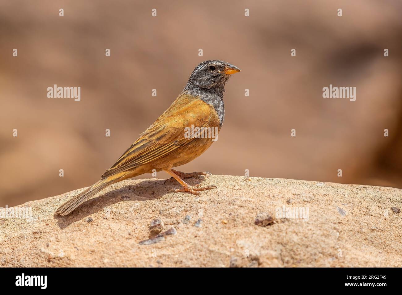 Male House Bunting (Emberiza sahari) sitting on a rock in North of Atar ...