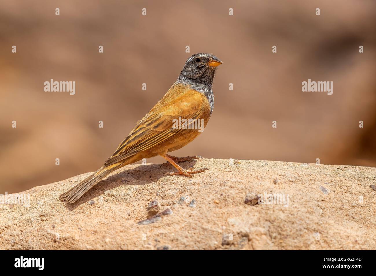 Male House Bunting (Emberiza sahari) sitting on a rock in North of Atar ...