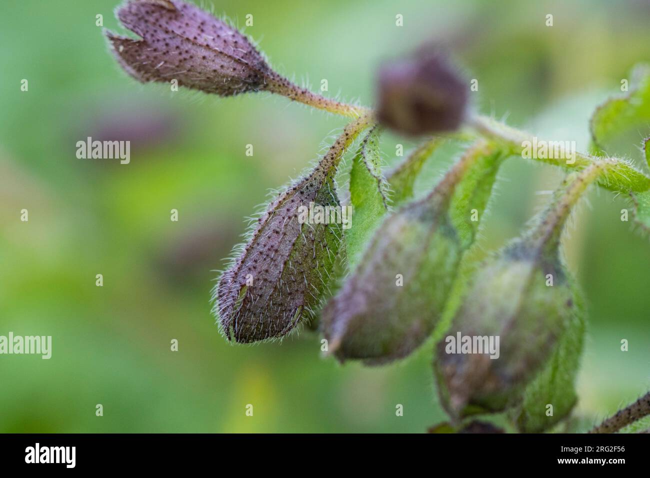 Seed box hi-res stock photography and images - Alamy