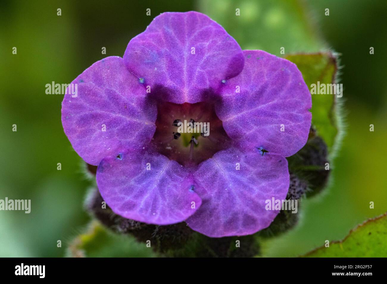 Common Lungwort, Pulmonaria officinalis Stock Photo - Alamy