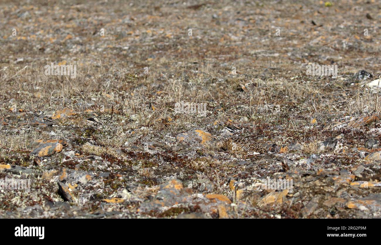 Female Alaskan Rock Ptarmigan (Lagopus muta kelloggae) in Alaska ...