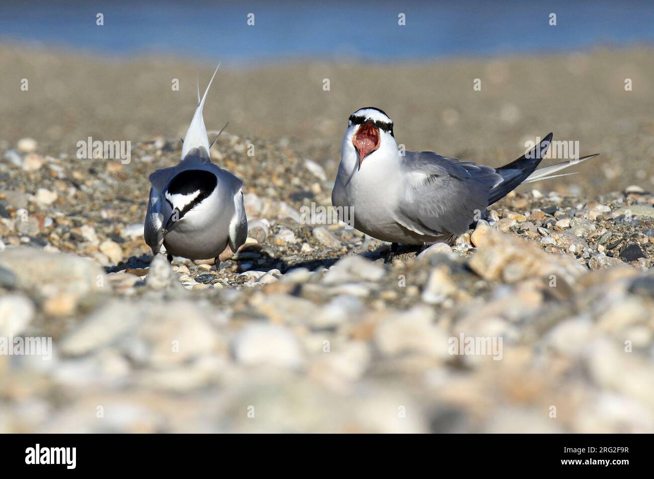 Adult Aleutian Tern (Onychoprion aleuticus) at the breeding site in ...