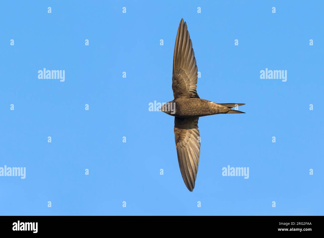 Gierzwaluw; Common Swift Stock Photo - Alamy