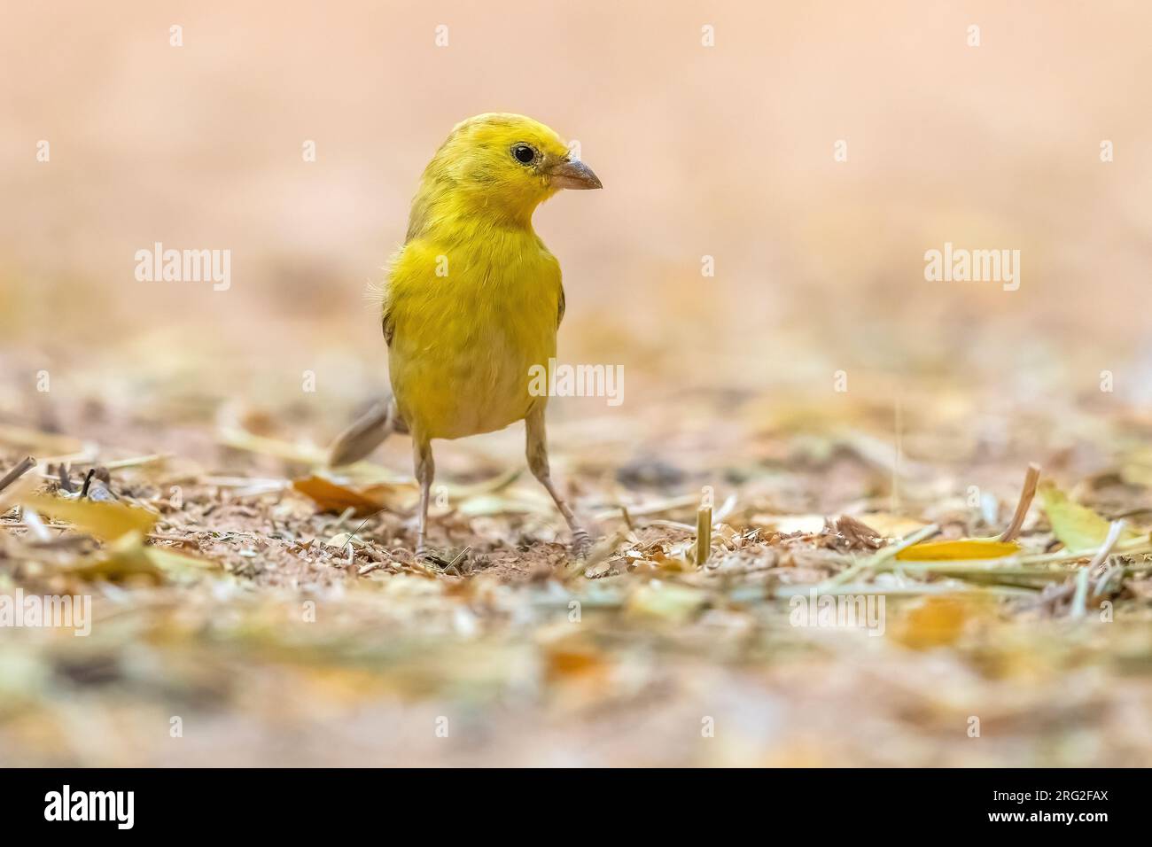 Passer luteus hi-res stock photography and images - Alamy