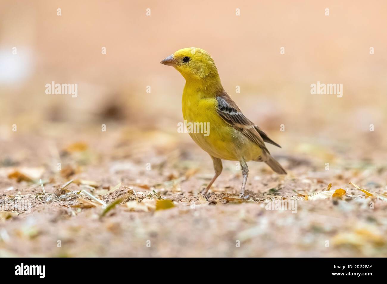Sudan golden sparrow hi-res stock photography and images - Alamy
