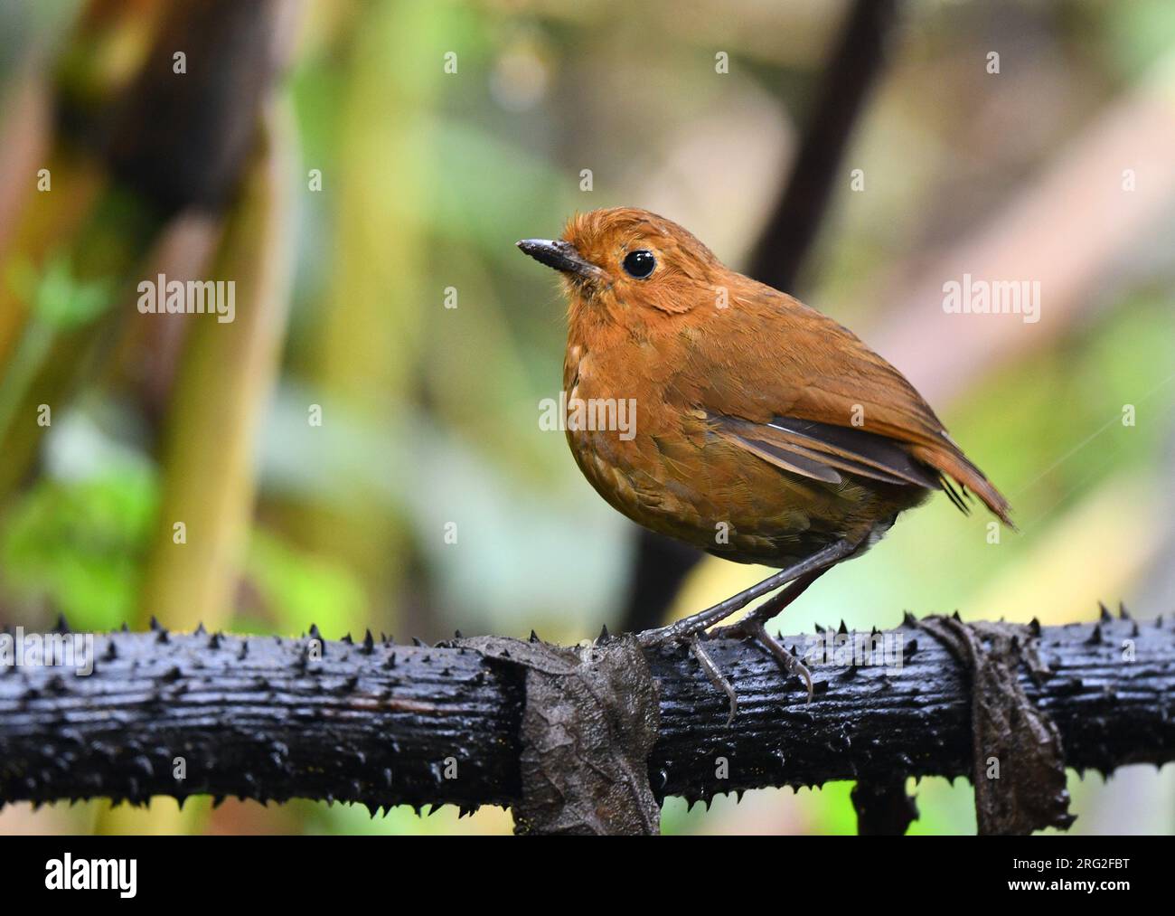 Rufous Antpitta (Grallaria rufula) at Yanacocha nature reserve, west ...