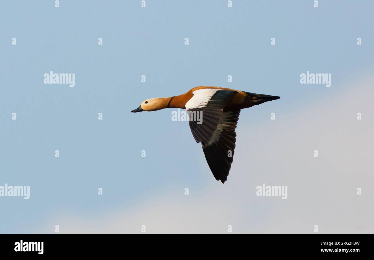 Greater coverts hi-res stock photography and images - Alamy