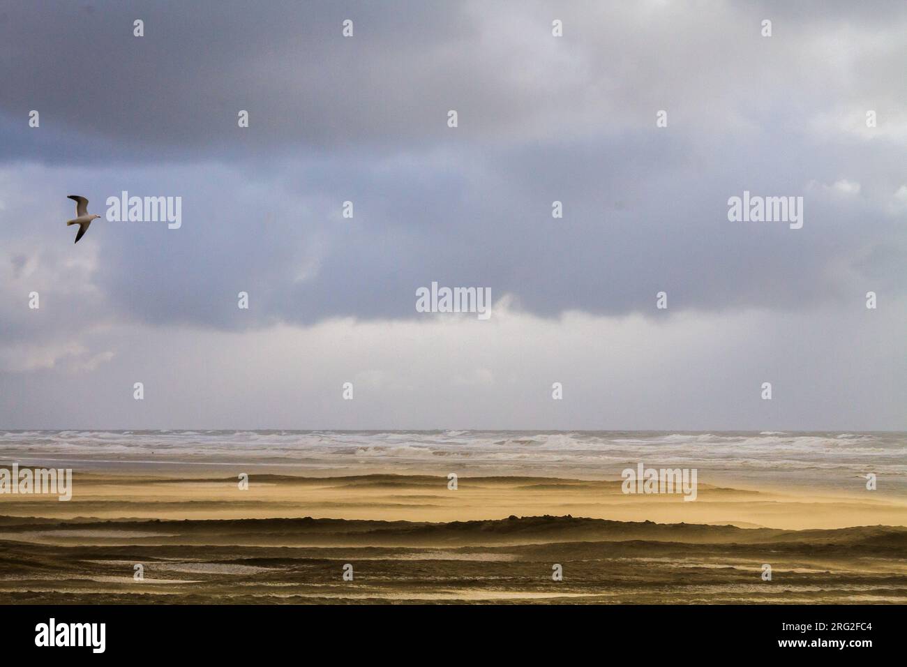 Beach, coast, dunes of north sea during cold spring storm with hail ...